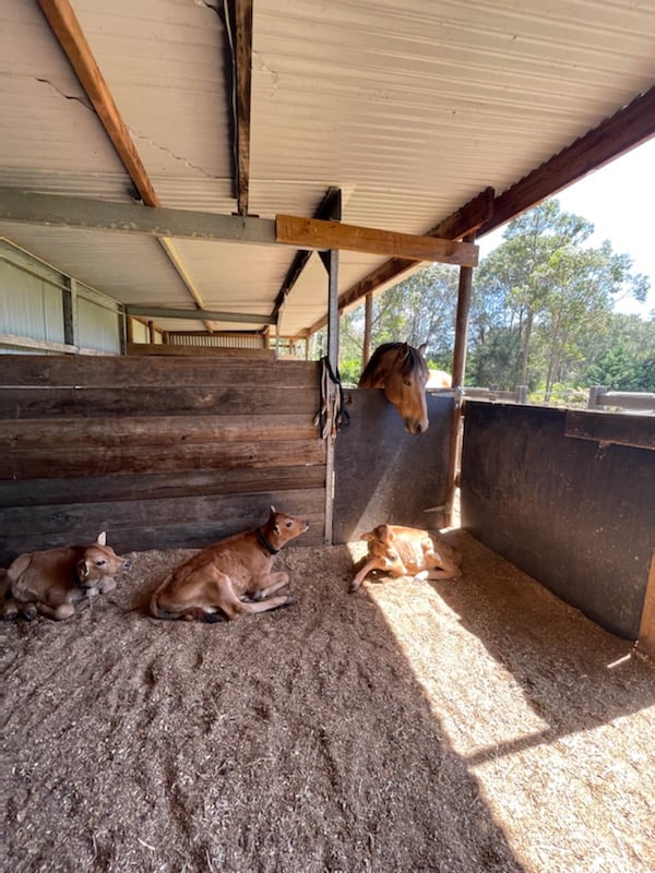 Companion Cows Foster Care Application